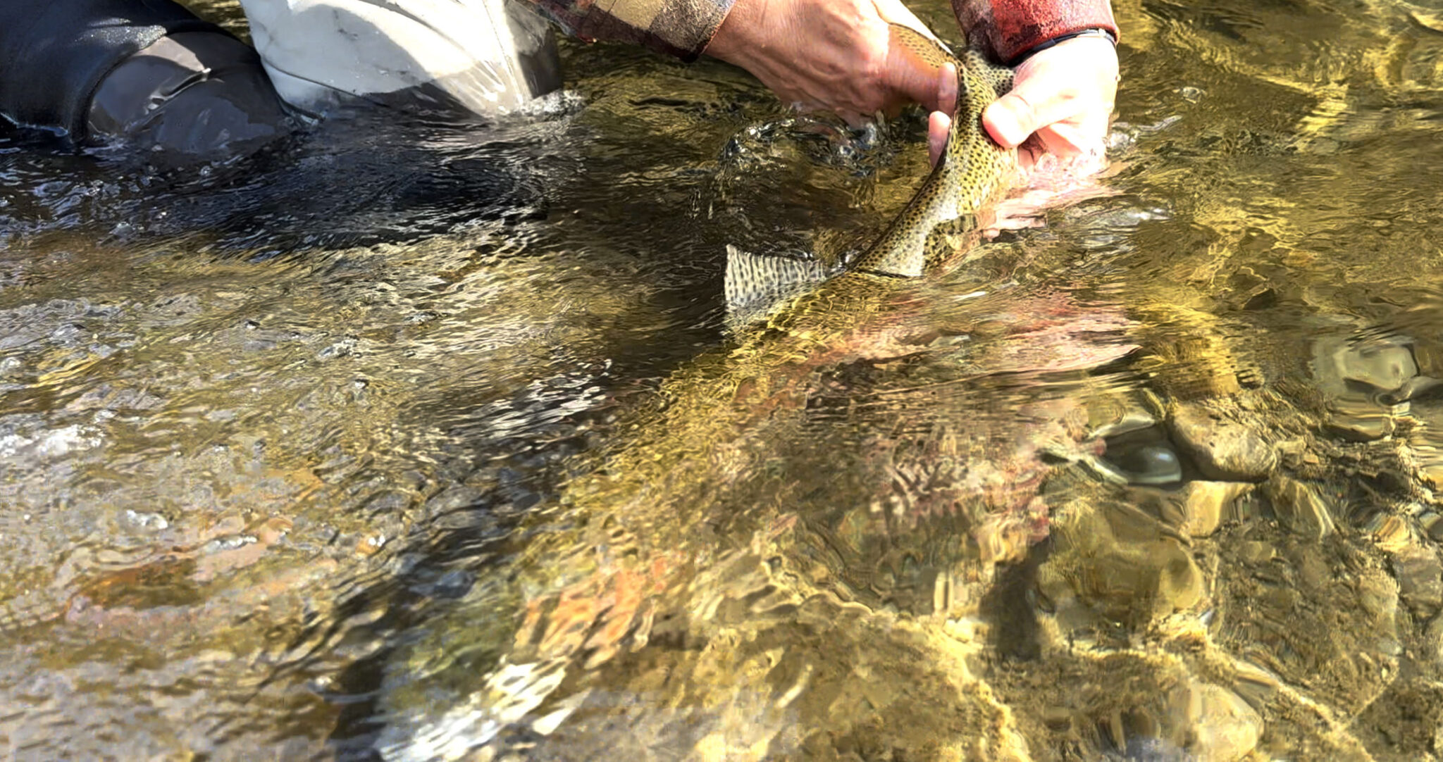 2025年、Abelを透して見た魚たち / The Fish I Saw Through Abel – Silver Ghost ...